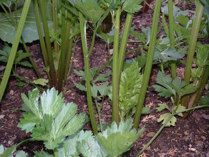 Home Grown Celery Veggie Gardening Tips